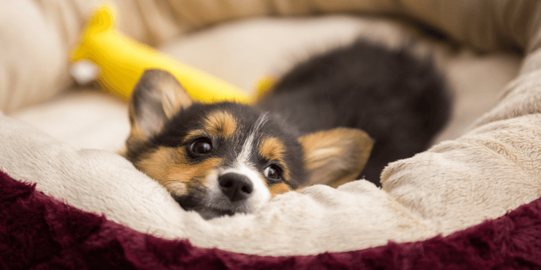 Dog accessories: Starter kit for your future dog or puppy