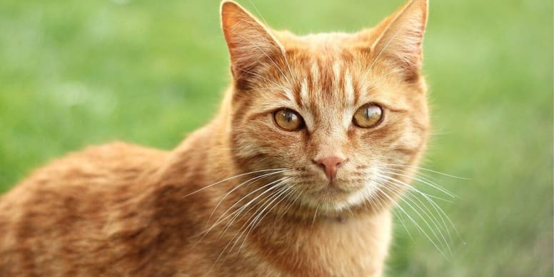 Bob the Cat: What happened to Street Cat Named Bob?