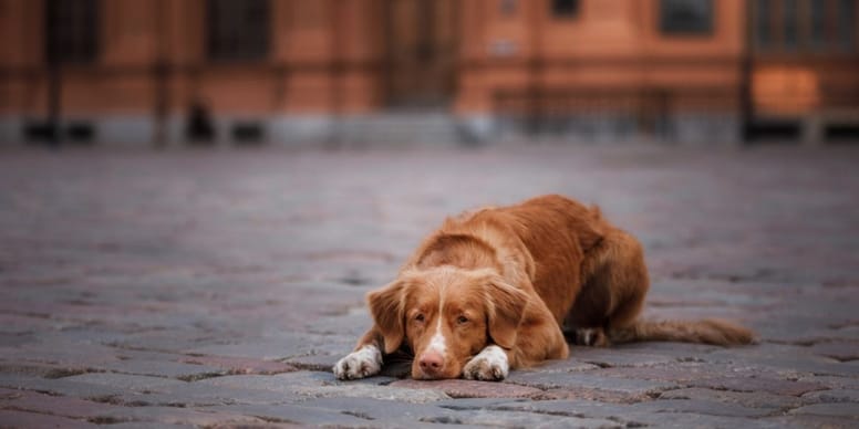 How to behave around a stray dog