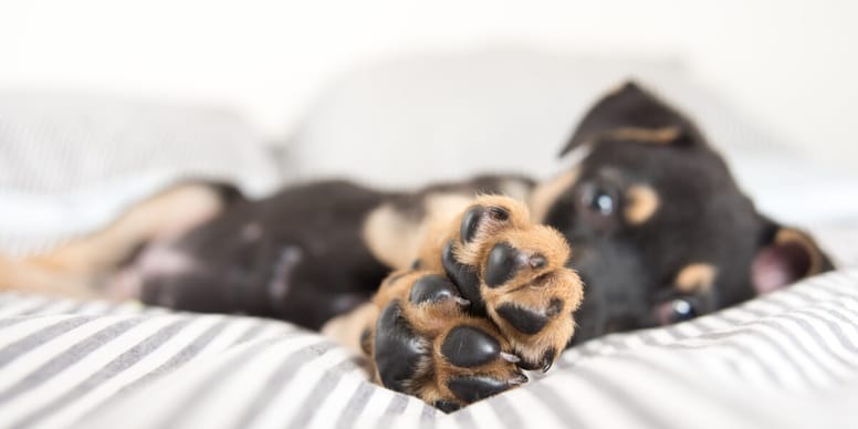 Patitas de perro con todas sus partes: dibujo y explicación