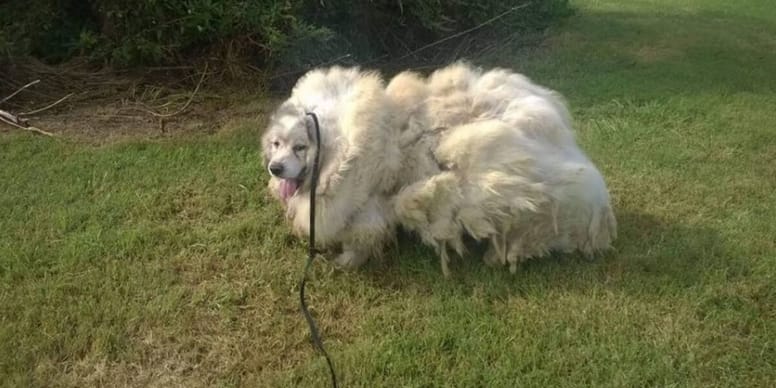 After six years shut in barn, neglected Great Pyrenees has epic ...