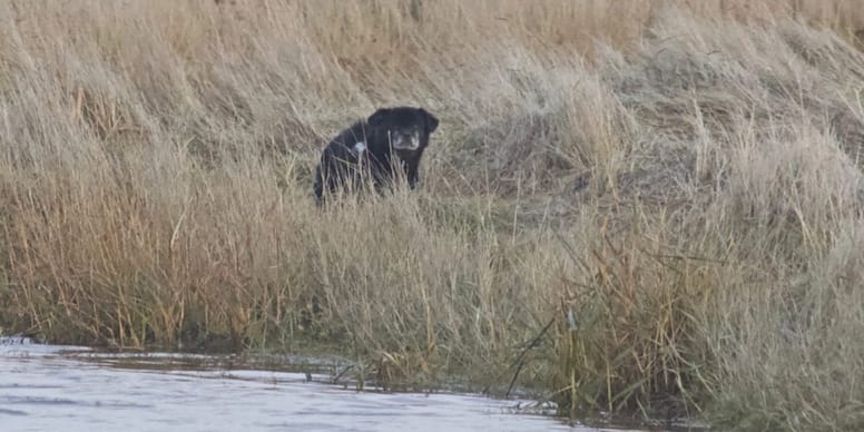 Patrolling a German national park, biologist spots something and stops ...