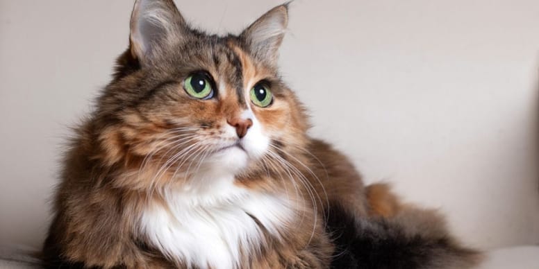 Tortoiseshell, calico, tabby, and torbie cat: How to differentiate them