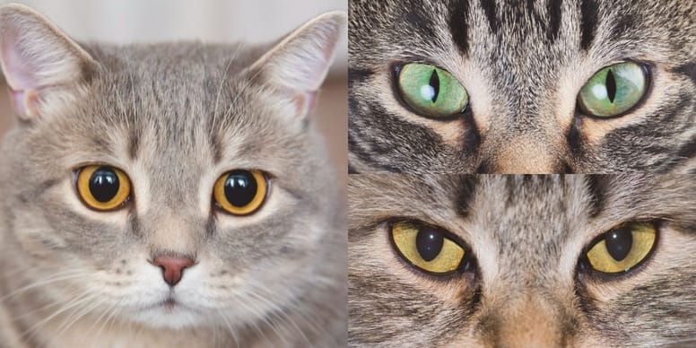 Pupilas de gato: 5 datos fascinantes que te sorprenderán