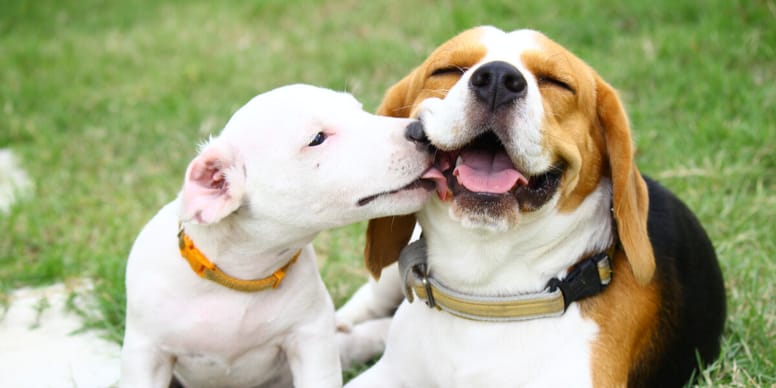 De mooiste hondenrassen top 15