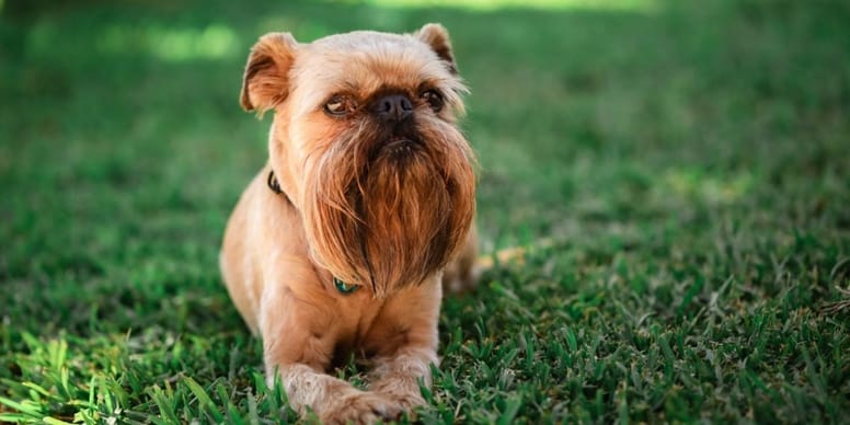 Bearded dogs: 10 of the most adorable dog breeds with a beard