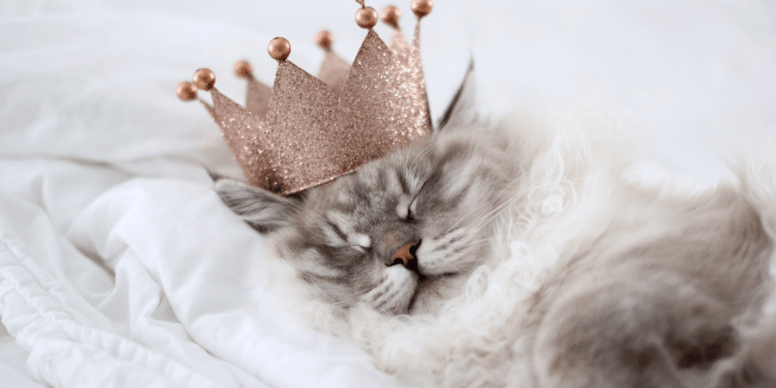 Royal cats in history and today