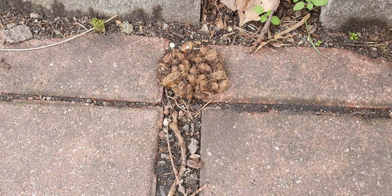 Walker finds extremely dangerous brown object on ground and issues warning