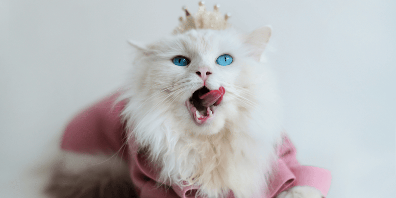 100 royal cat names for your regal pet