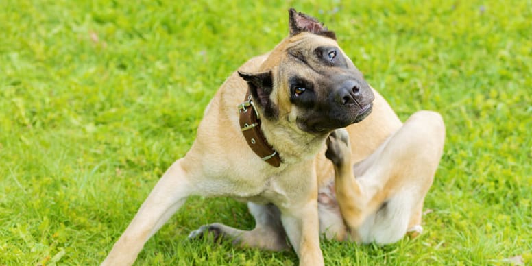 Atopowe zapalenie skóry u psa: jak je rozpoznać i leczyć?