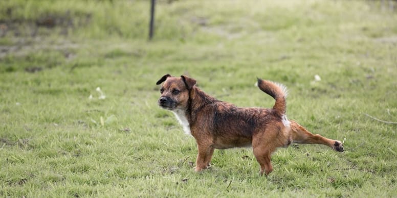 Why do dogs kick their feet after pooping or peeing?