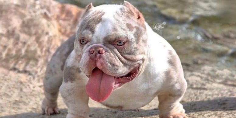 Toadline exotic bully: „pies-ropucha” stworzony przez ludzkie okrucieństwo