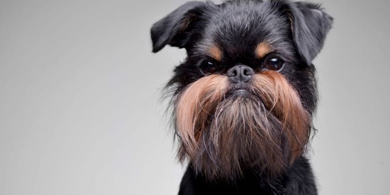 Cynophobia (fear of dogs): Definition, symptoms and how to overcome it