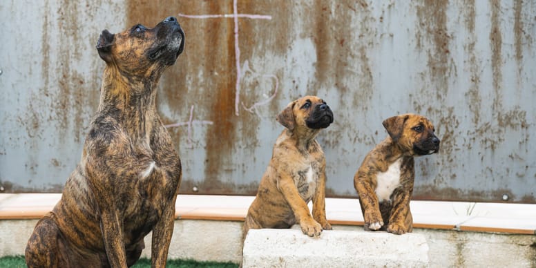 Alano español: todo lo que necesitas saber sobre esta raza ancestral