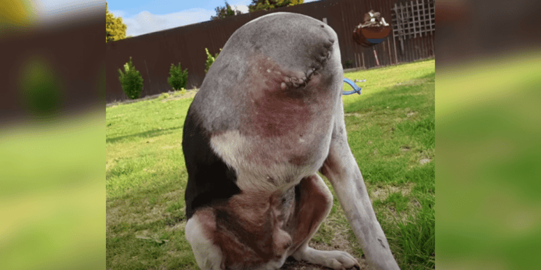 Disturbing photo of headless dog leaves the entire world stunned