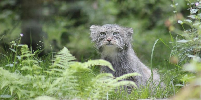 Gatto di Pallas: carattere, peso e origine