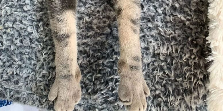 Spektakulär: Kater mit seltener Gen-Mutation auf die Welt gekommen!