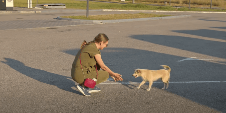 Stray dog senses her life is about to get better; her reaction is ...