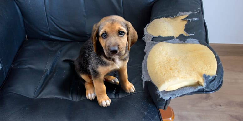 WA-verzekering en honden: alles wat je moet weten over de ...