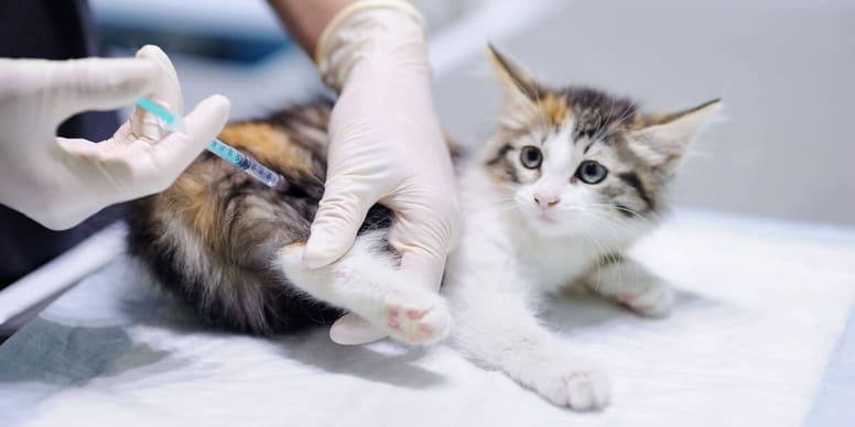 Kitten inenten: alles wat je moet weten over het vaccineren van katten