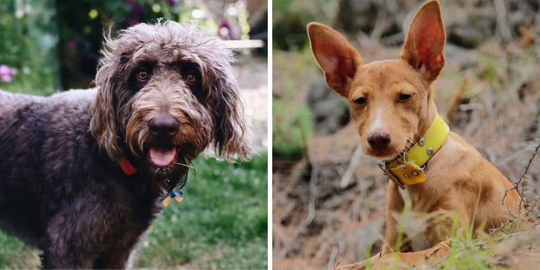 Razas de perros españoles: características y curiosidades