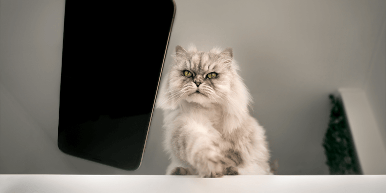 Why do cats knock things over? And how can I stop the behaviour?