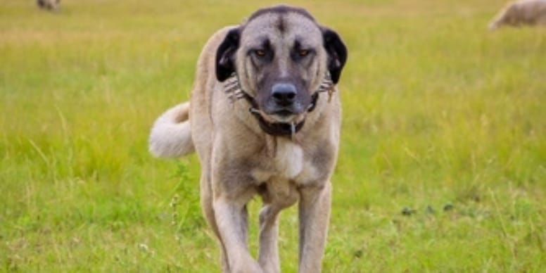 Cani Pshdar: tutto sui Mastini Curdi!