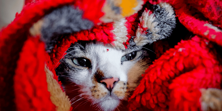 How to treat a cat with a cold and how to help them recover