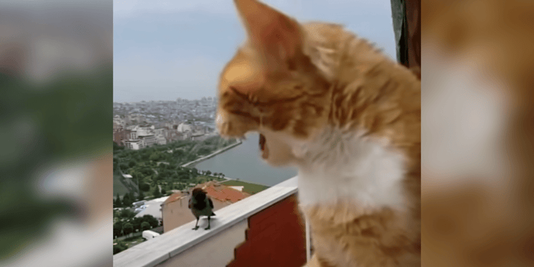Cat and crow bicker in viral spat, leaving millions captivated (video)