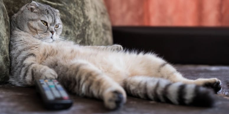 Gatto grasso: come farlo dimagrire con una dieta?