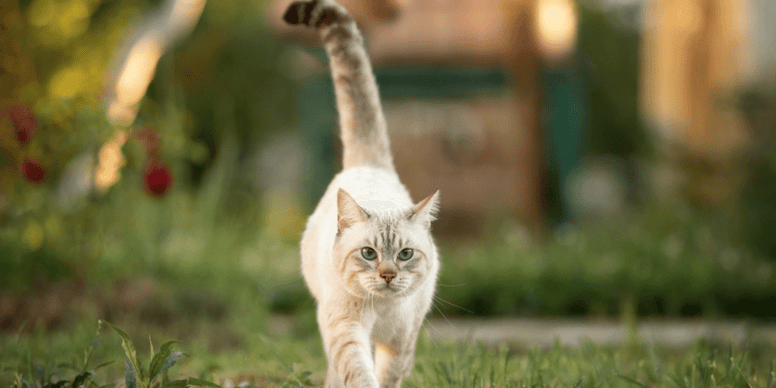 How do cats communicate with their tails?