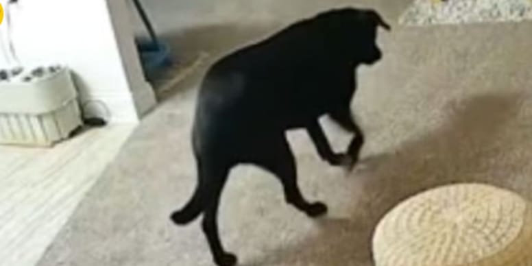 Vrouw filmt hond terwijl ze weg is: ze bekijkt de video en haar hart breekt