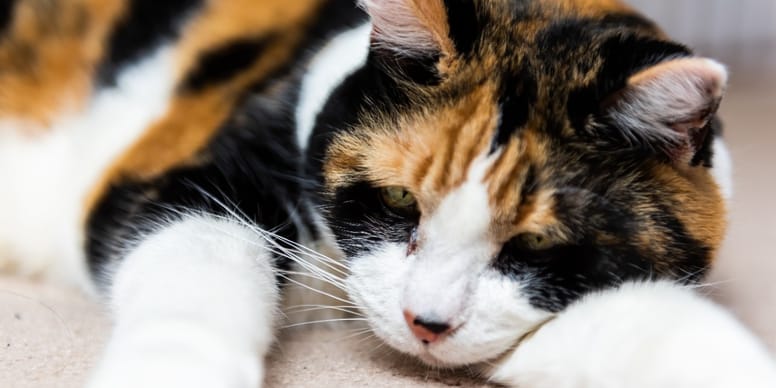 La giardiose chez le chat : cause, symptômes et traitement