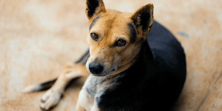 Top 14 extinct dog breeds: List and facts