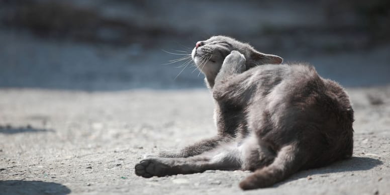 Gale du Chat: Symptômes, Causes et Traitements