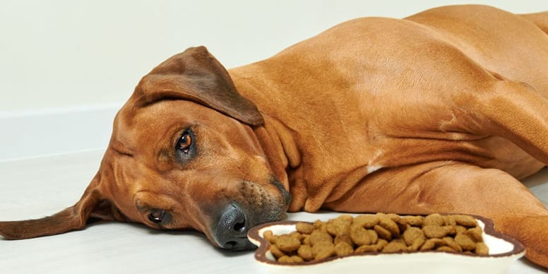 Je hond is plotseling ziek, kan het de ziekte van Addison zijn?