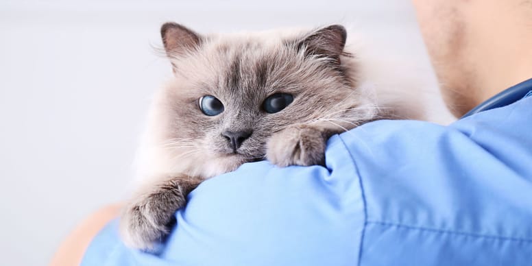 PIF du Chat: Symptômes, Causes et Traitements