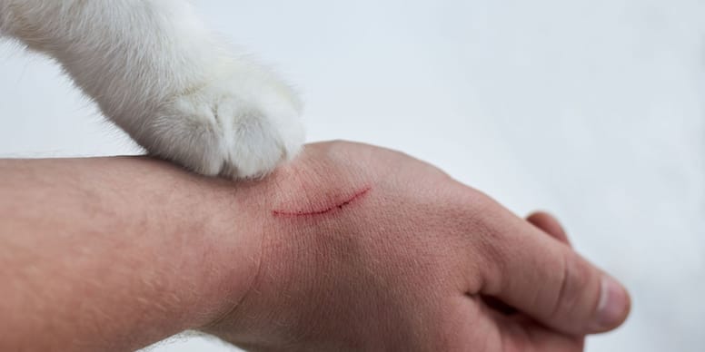 Maladie Griffe Du Chat Symptômes – KLTG