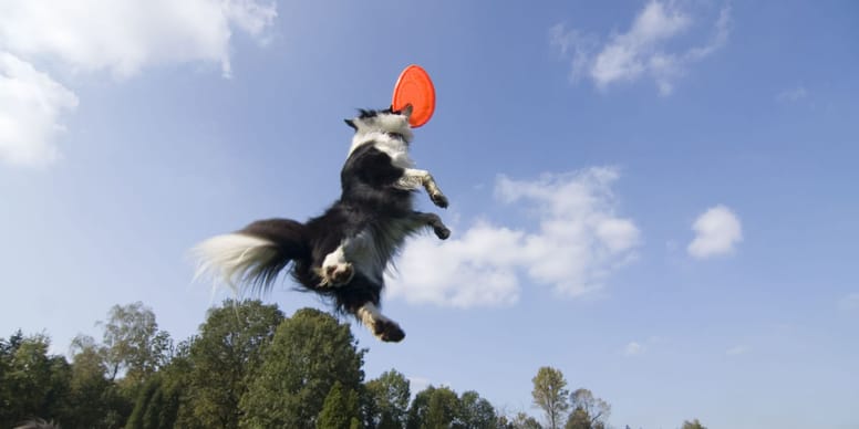 Disc Dog: come iniziare? Tutto su questo sport per cani