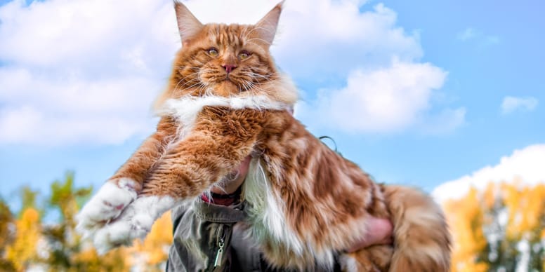 Große Katzenrassen und die größte Katzenrasse