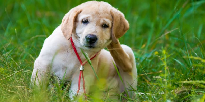 Puces du Chien: Symptômes et Traitements