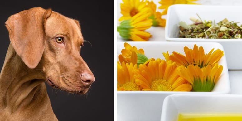 Calendula als Salbe oder Tinktur für Hunde