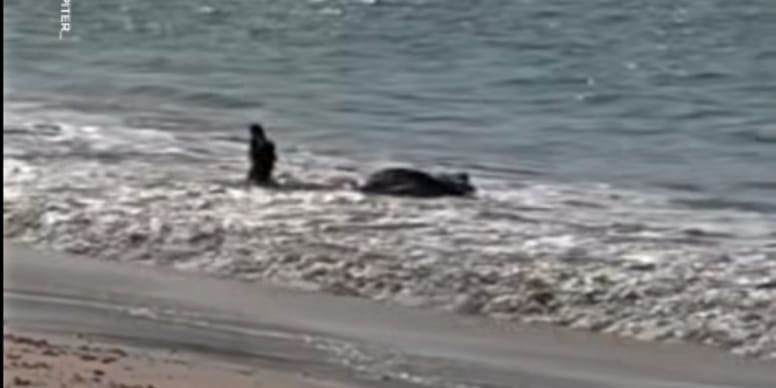 Am Strand sehen sie einen Hund im Meer: Als das Tier aufsteht, wird ...
