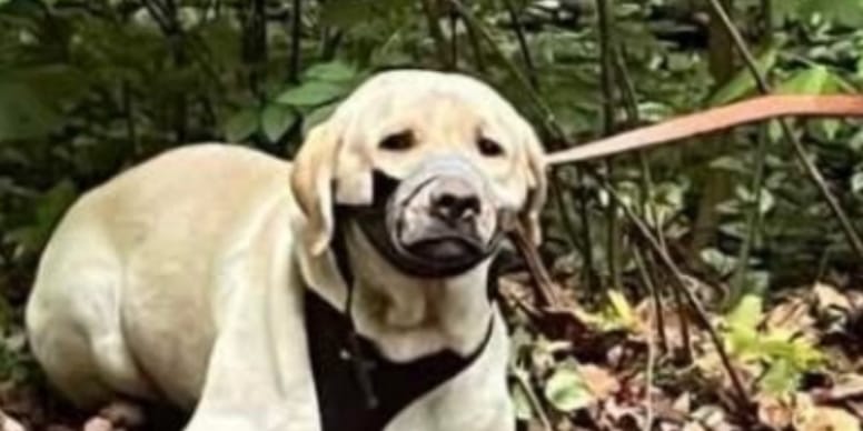 Spaziergänger machen grausamen Fund: Hund kann nur noch winseln