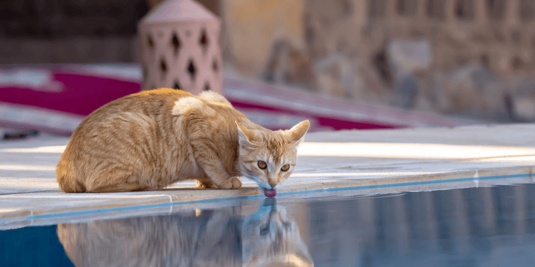 Arabic cat names: a guide to their meanings and origins