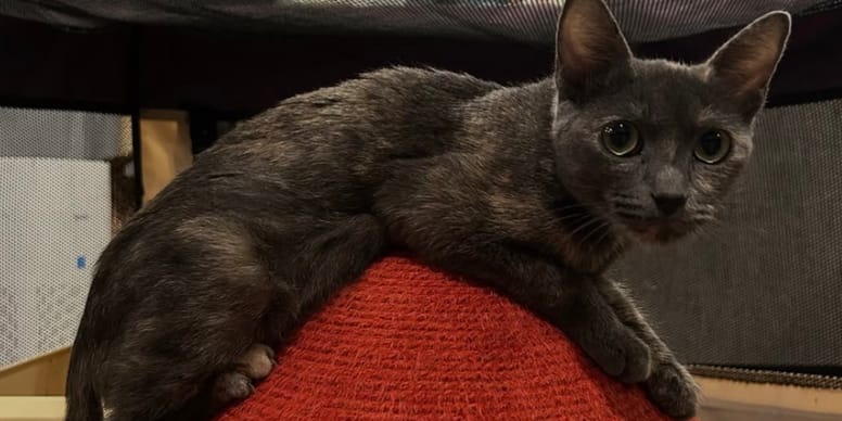 Severely underweight cat arrives at rescue and staff discover her ...