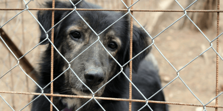 RSPCA warns the import of rescue dogs may be "posing a risk to the UK"