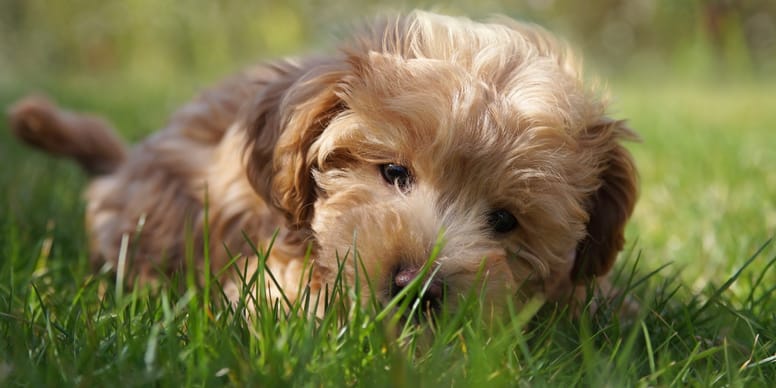 Bollipoo kaufen: Alles zum Bolonka-Zwetna-Pudel-Mix
