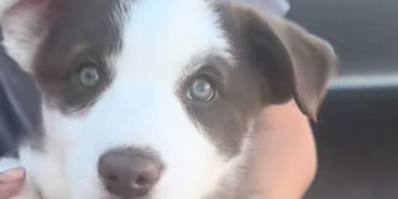 Family adopts puppy but returns her next day for a reason no one ...