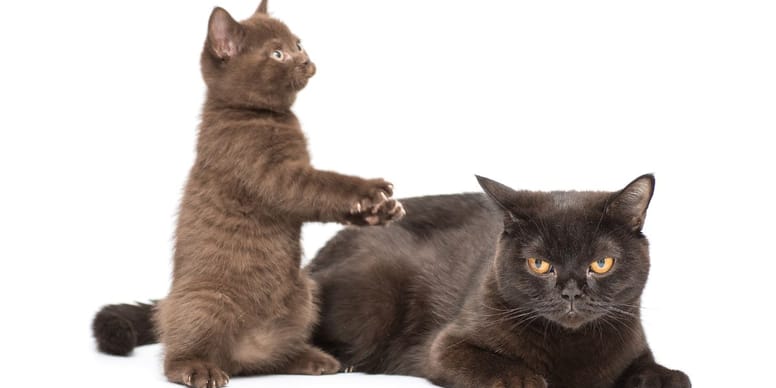 Braune Katze: Welche Katzen sind braun?